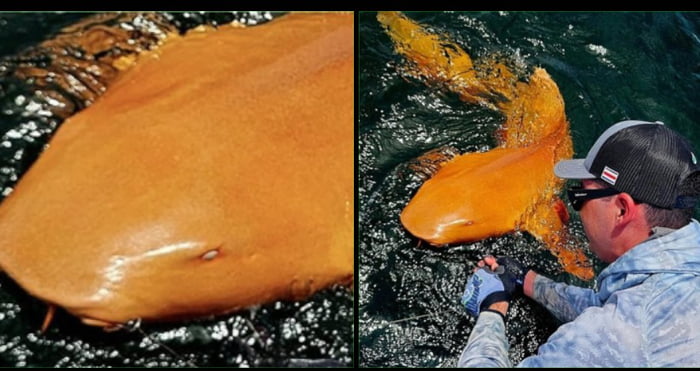 A nurse shark with a rare pigmentation disorder albino-xanthochromism ...