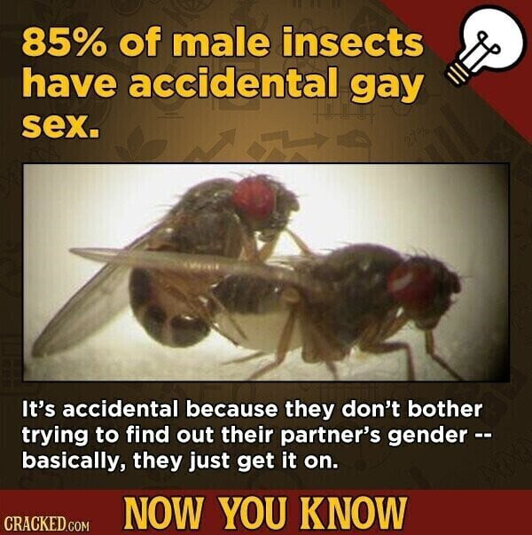 Buzz Buzz mista - 9GAG