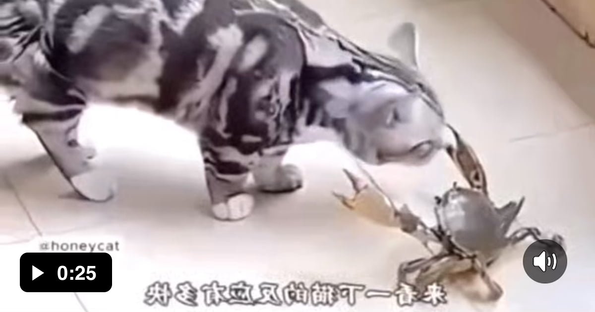 Cat speed be on another level - 9GAG