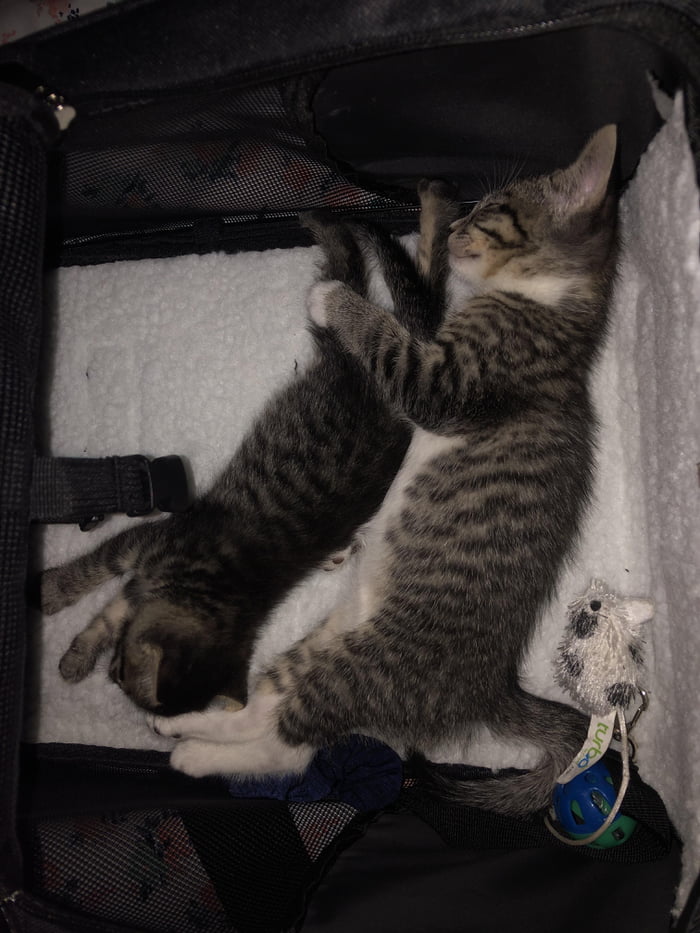 Tiny terror twins - 9GAG