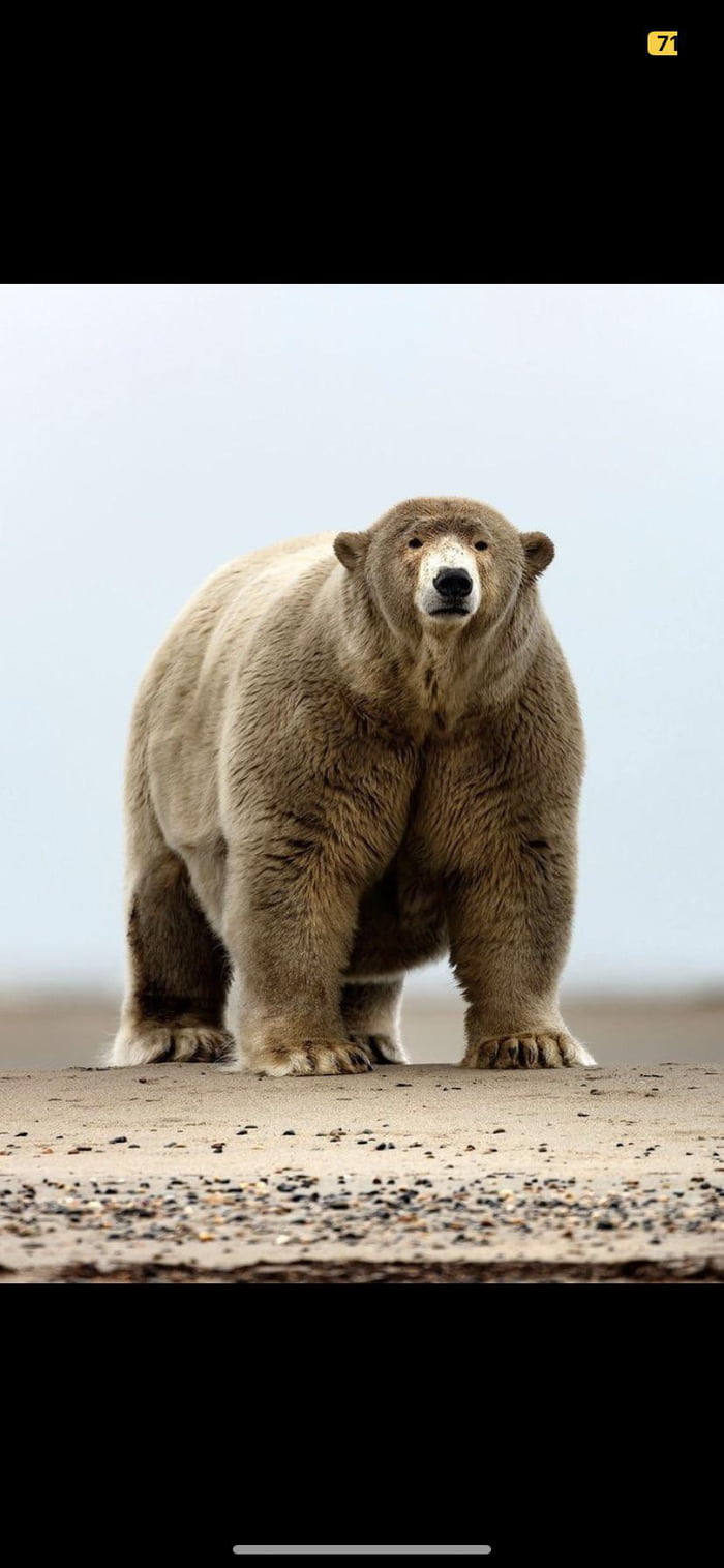 Of a polar bear - 9GAG
