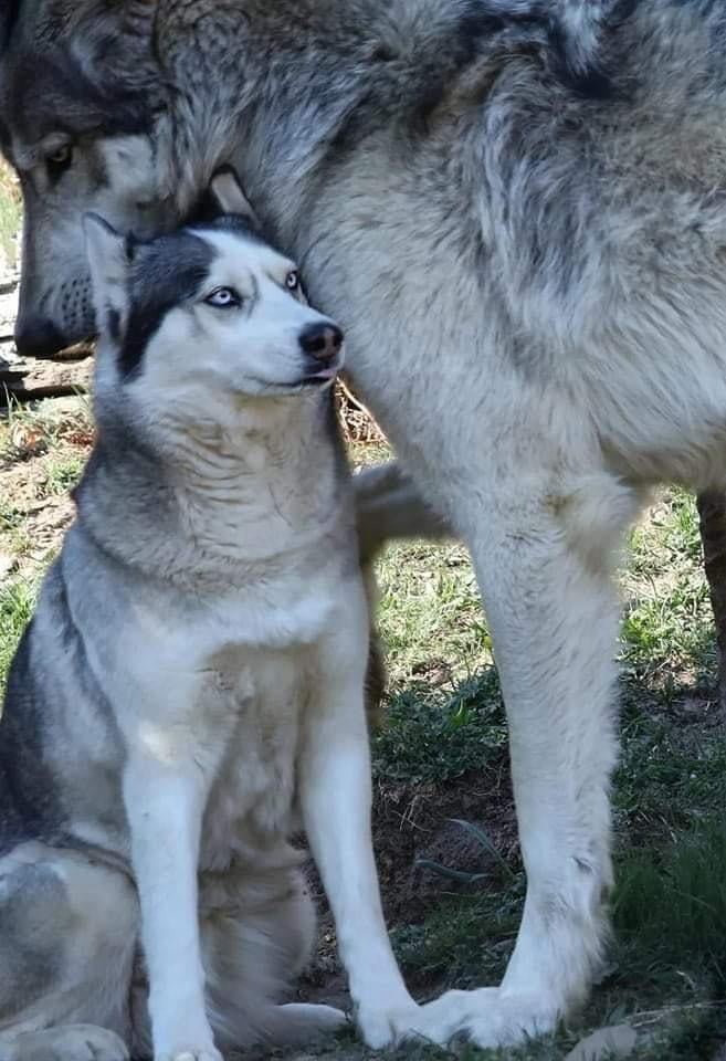 Of a Timber Wolf next to an adult Husky - 9GAG