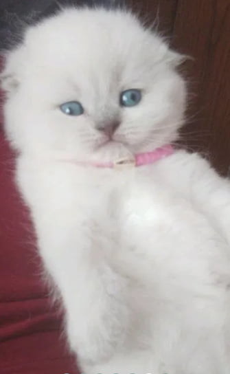 White fluffy with blue eyes :) - 9GAG