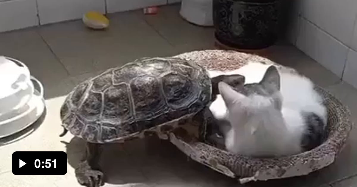 The Turtle verses the cat - 9GAG