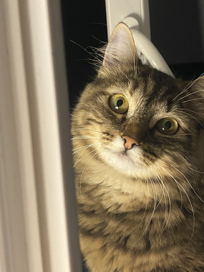 The way she looks at me when I’m playing some CS. 1.5y cat, Naku. - 9GAG