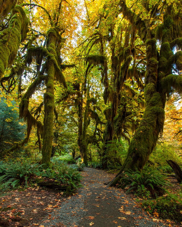The Enchanted Forest at Olympic National Park, Washington - 9GAG