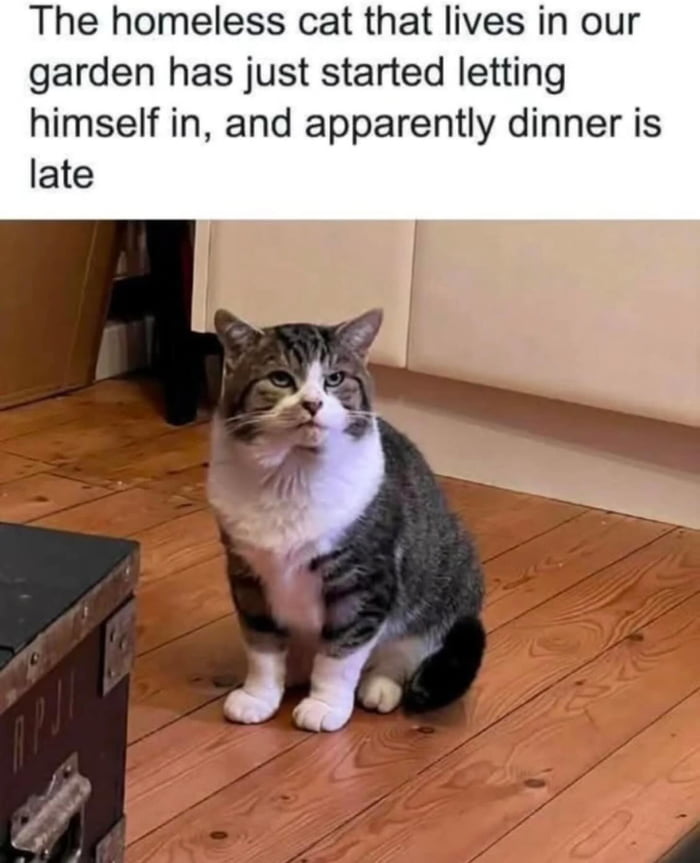 Dinner is late and this cat is not amused - 9GAG