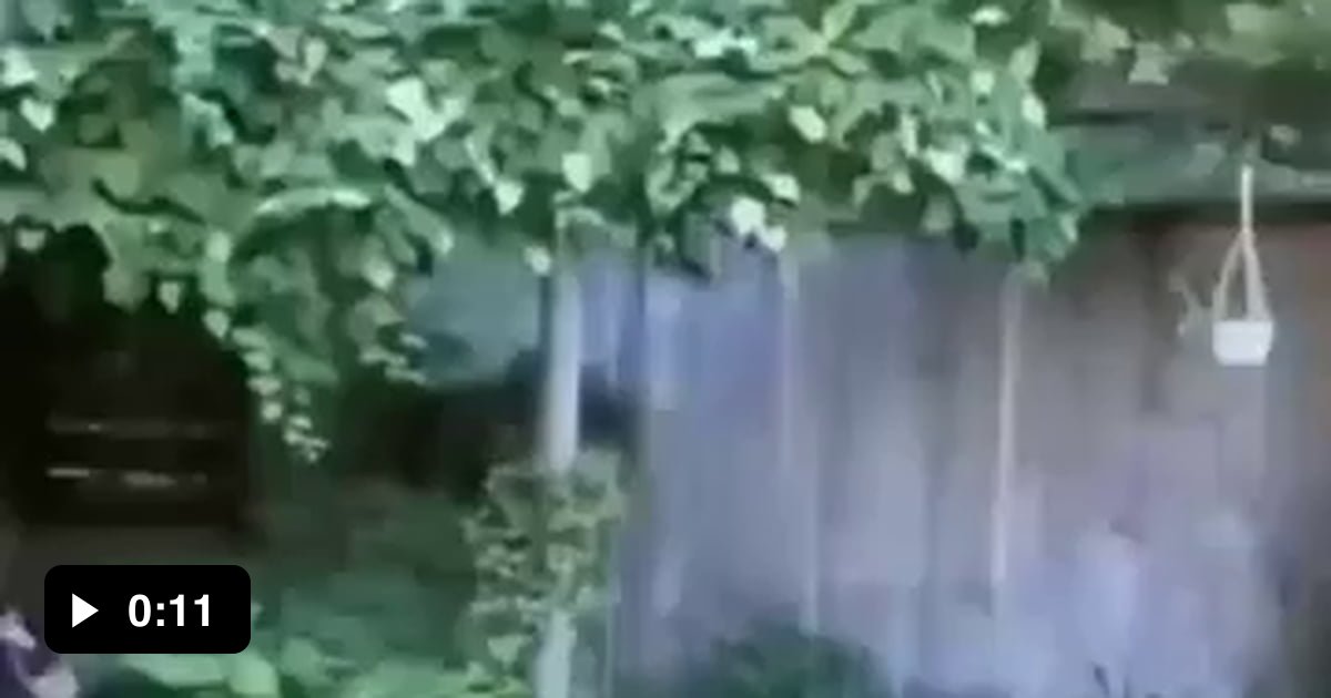 Bear tries some pull-ups - 9GAG