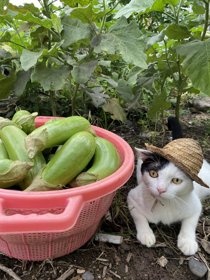 Farmer cat - 9GAG