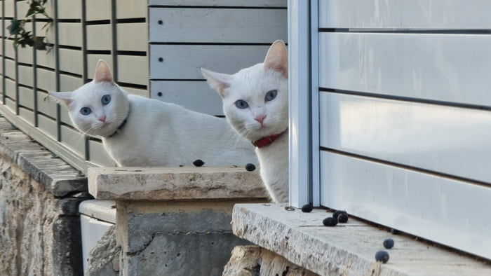 Double cat of judgement does not approve - 9GAG