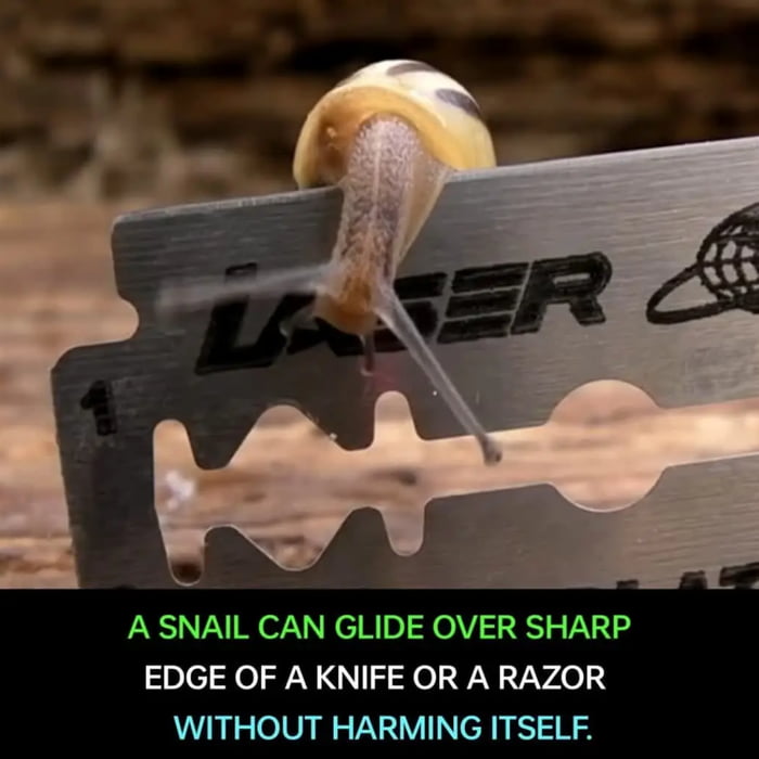 Razor Snail - 9GAG