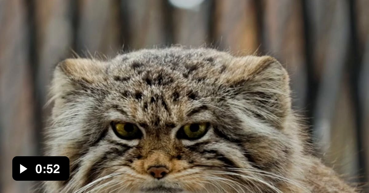 The body is round - 9GAG