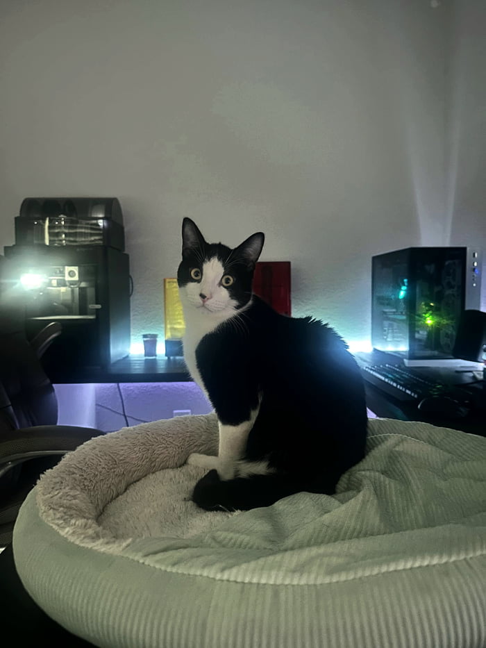 A throne for a King - 9GAG