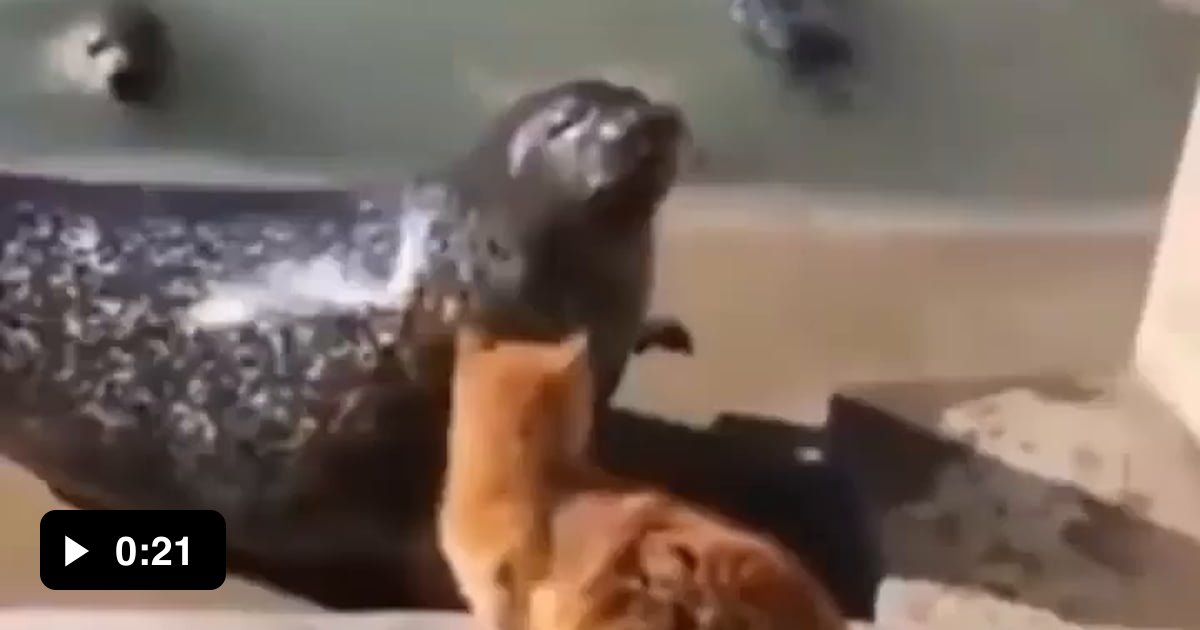 Don't mess with cats - 9GAG