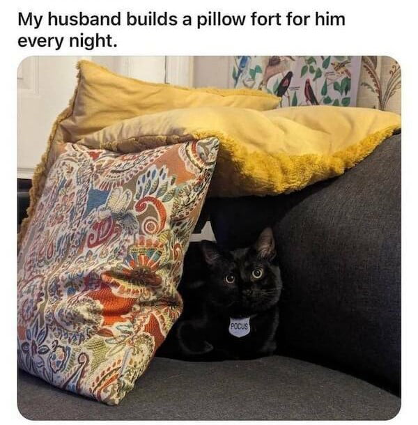 Cat fort - 9GAG