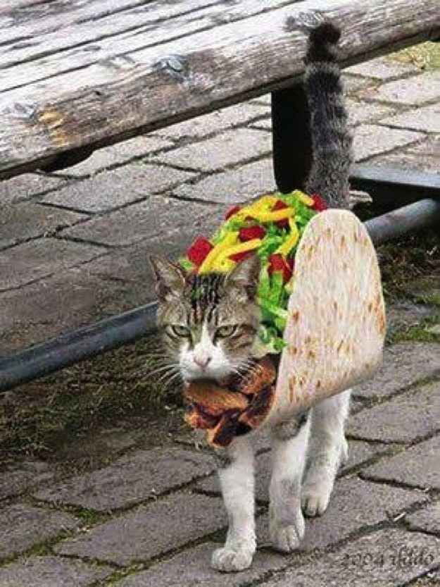 How it feels like to be a cat in Ohio nowadays - 9GAG