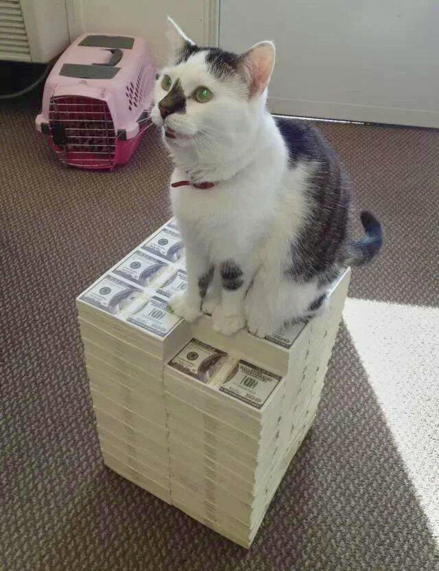 Money cat - 9GAG