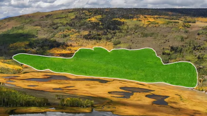 The forest made of a single tree known as Pando ("I spread" in Latin ...