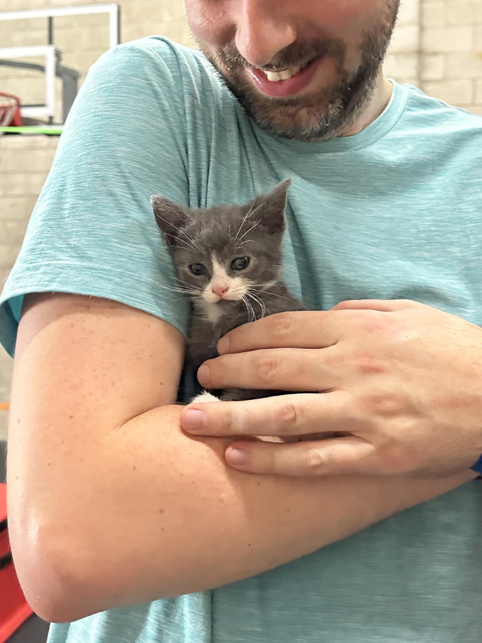 Criminally smol kitty at the gym - 9GAG