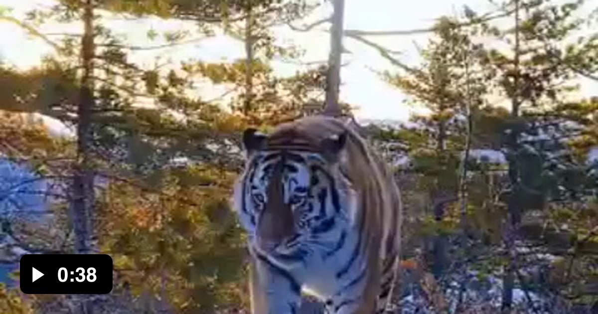 A short post about tigers - 9GAG
