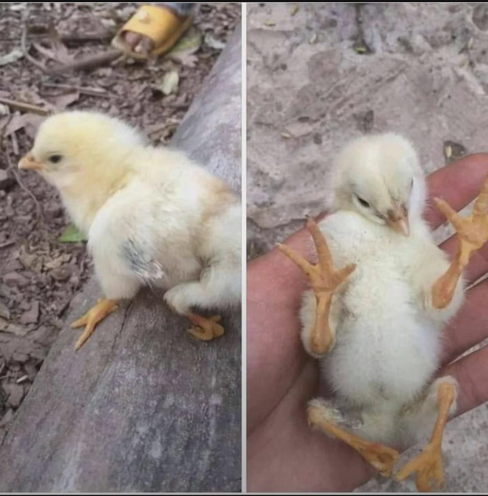 Chick with genetic effect - 9GAG