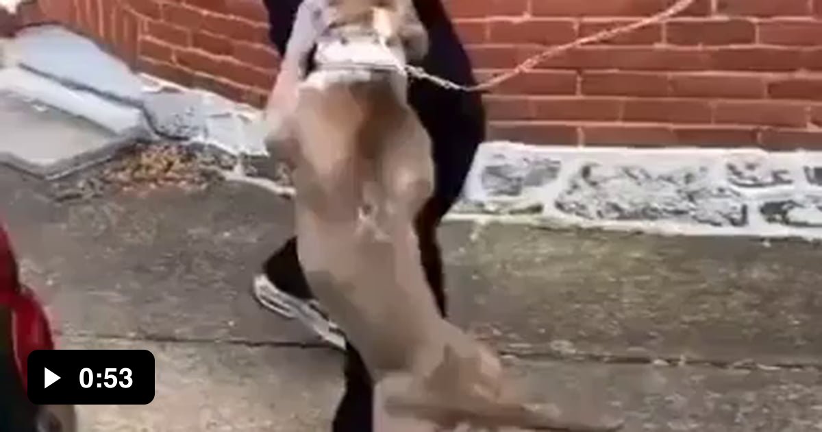 Pit bull owner lets dog bite man while they laugh - 9GAG