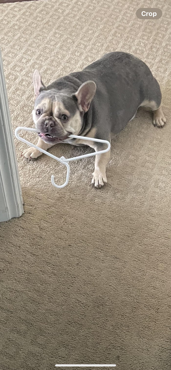 Of a Frenchie - 9GAG