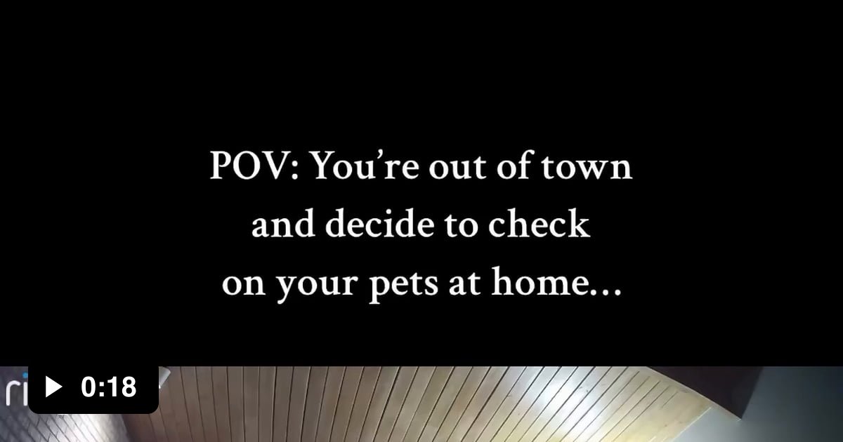 Cat learning to fly - 9GAG