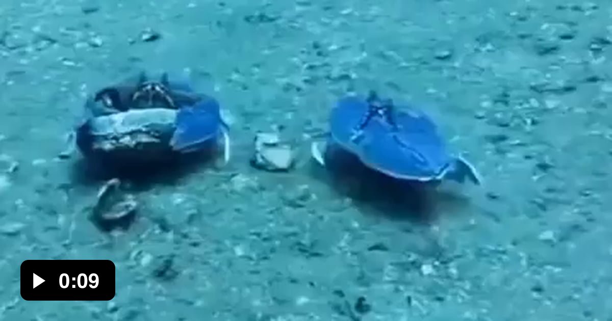 Smooth box Crabs fighting for a wife - 9GAG