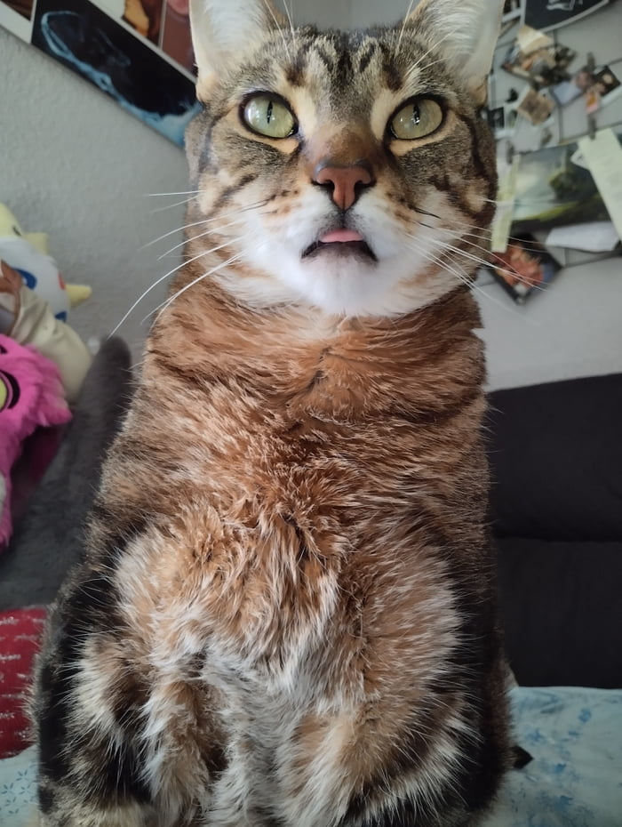 Godric the chonky wizard cat sends you his regards - 9GAG