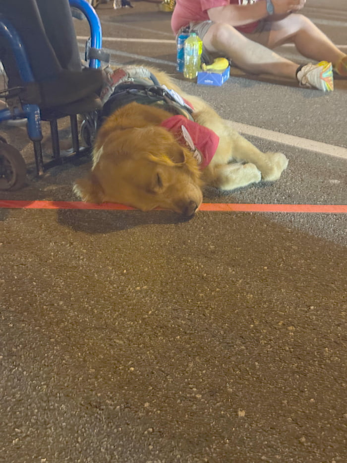 Good Doggo Hard at Work - 9GAG