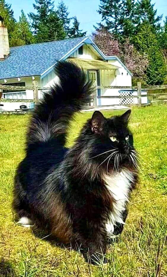 Skunk or cat? - 9GAG