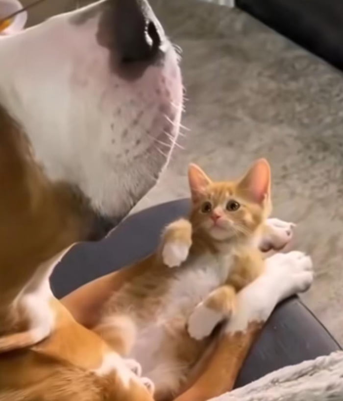 He is so gentle with her! - 9GAG