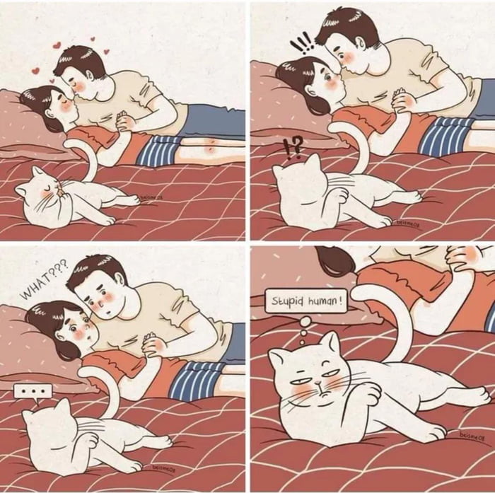 Literally every cat in the relationship - 9GAG