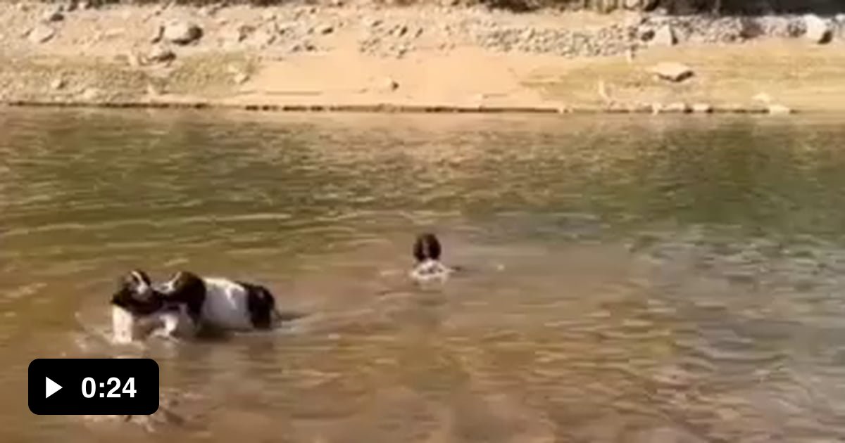 🐶: "Who the hell, said you wear it? Throw it!!" - 9GAG