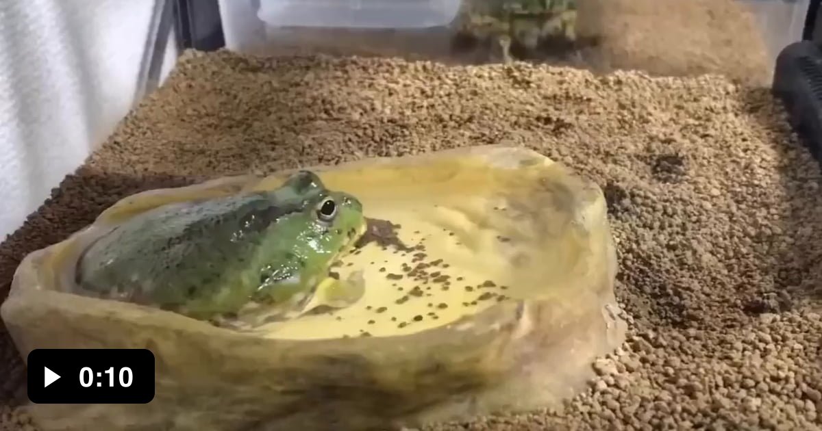 Frog Timelapse 🐸 - 9GAG