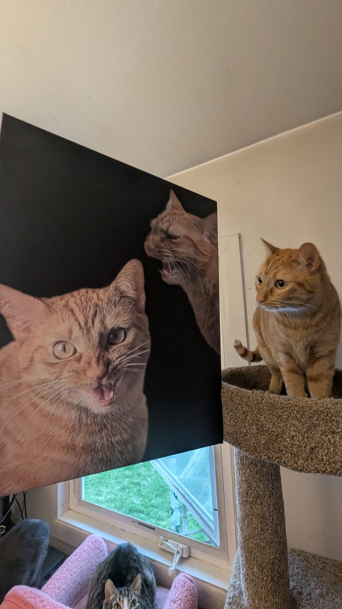 "Oh who's that feisty lady?" - 9GAG