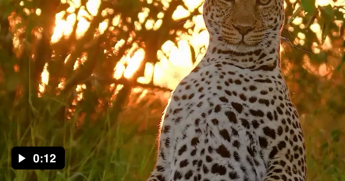Luluka, the leopard from Masai Mara, is famous for standing on her hind legs - 9GAG