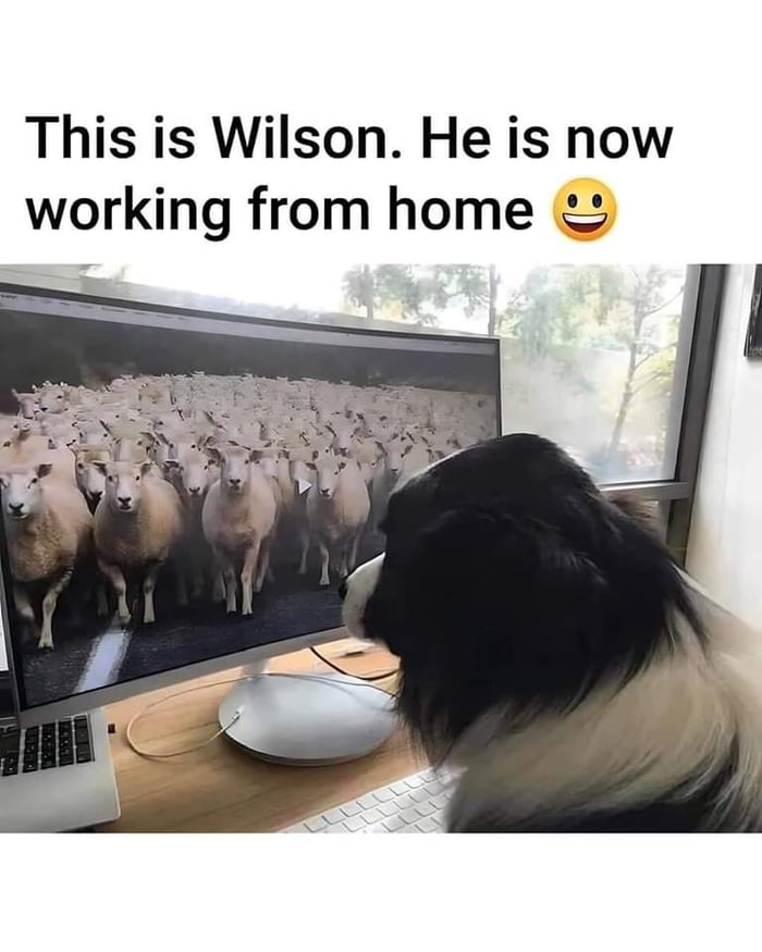 If you need Wilson, he is home! - 9GAG