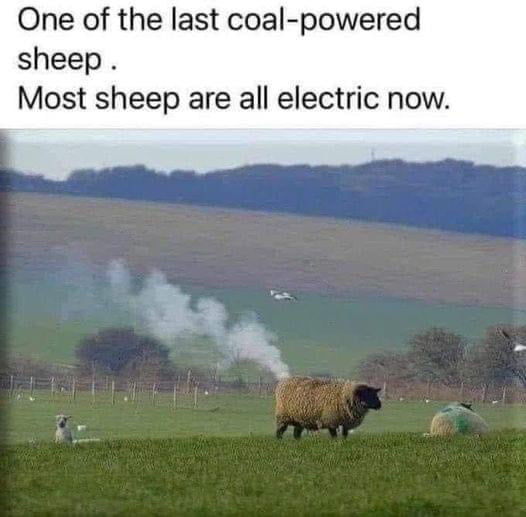 Beep beep, I’m a sheep - 9GAG