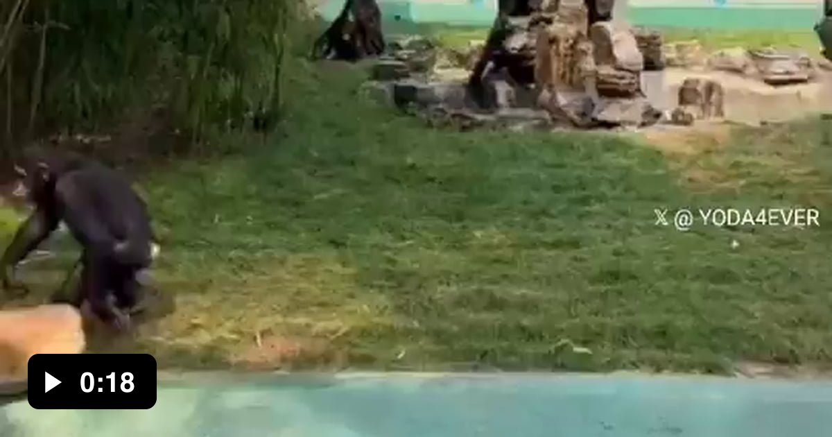 No Monkey Business - 9GAG