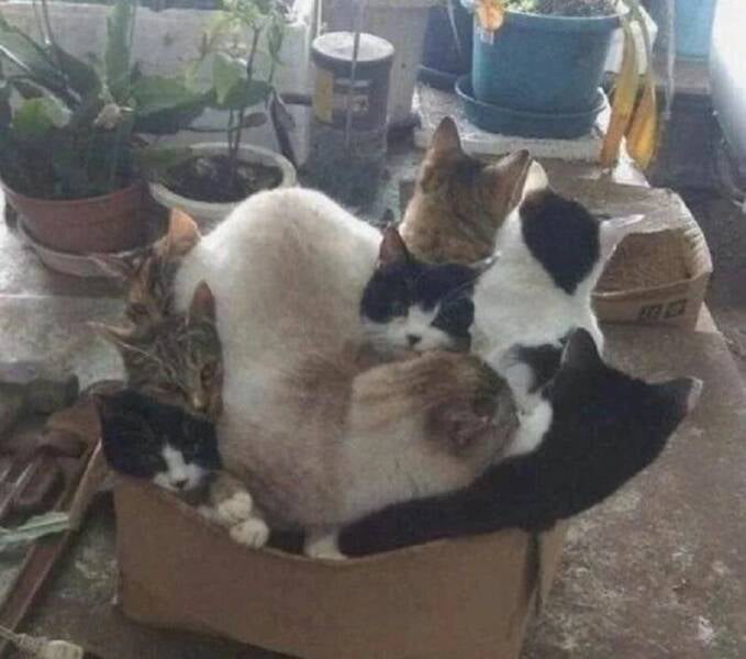 A load cats - 9GAG
