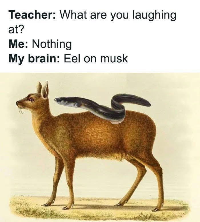 Eel on musk - 9GAG