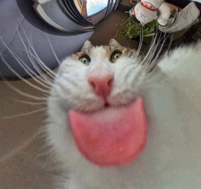 Fish eye camera+cat=fun - 9GAG