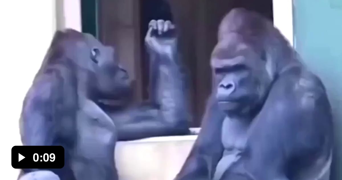 What more proof do you need of evolution? - 9GAG