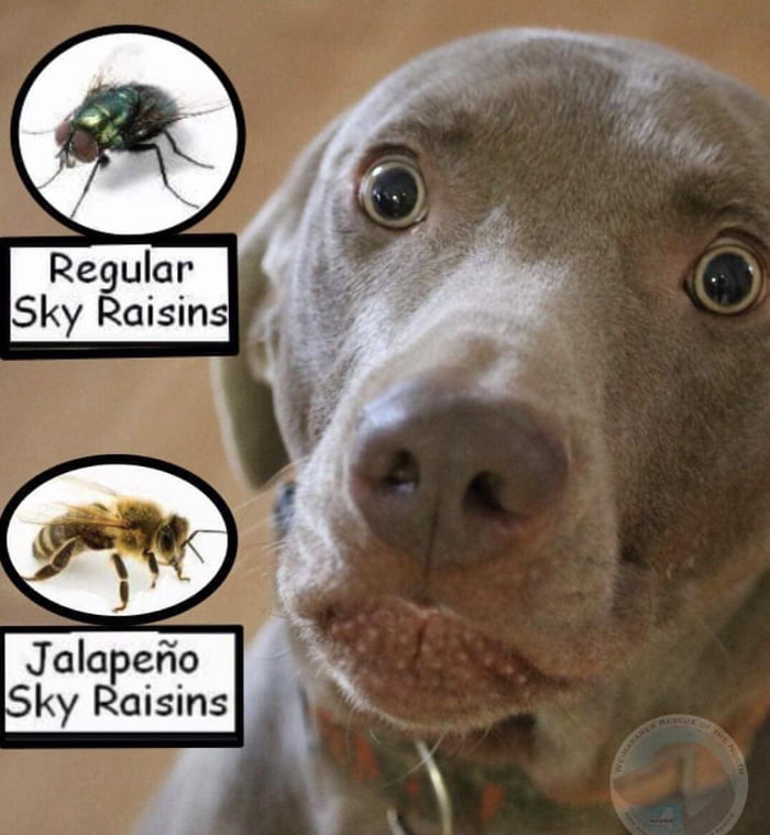 Jalapeño Sky Raisins. Those with labs will understand - 9GAG