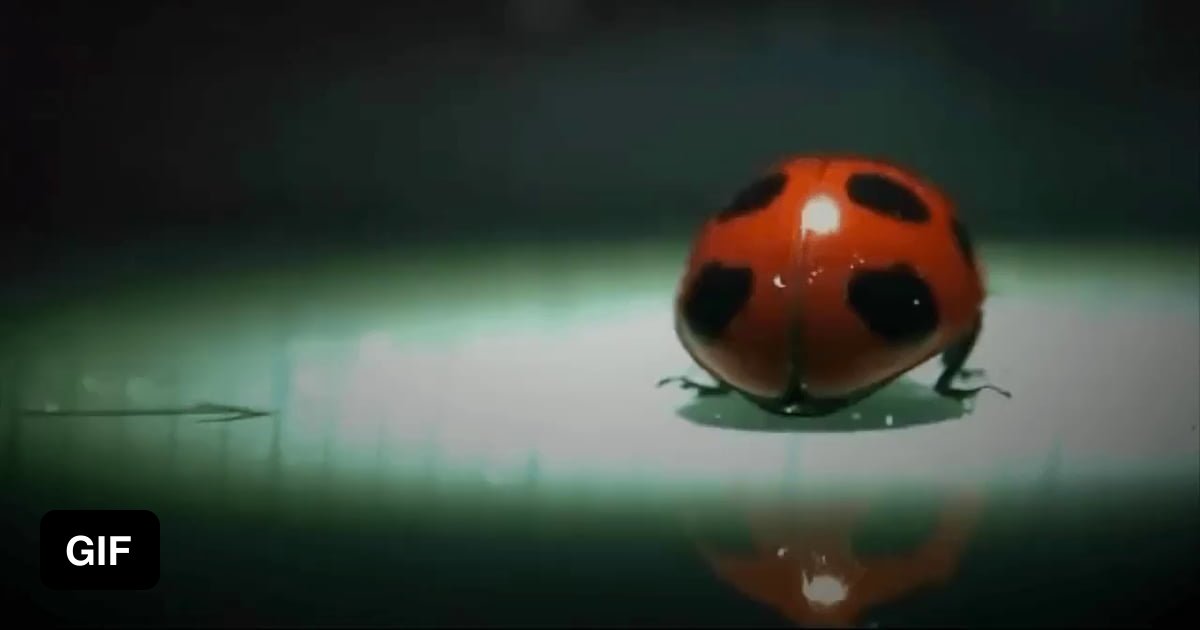 How a ladybug opens its folded wings - 9GAG