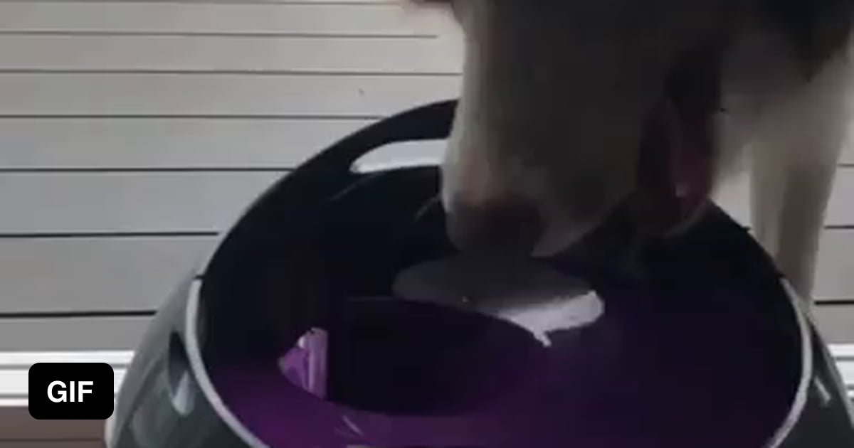 This dog's reaction time is Insane - 9GAG