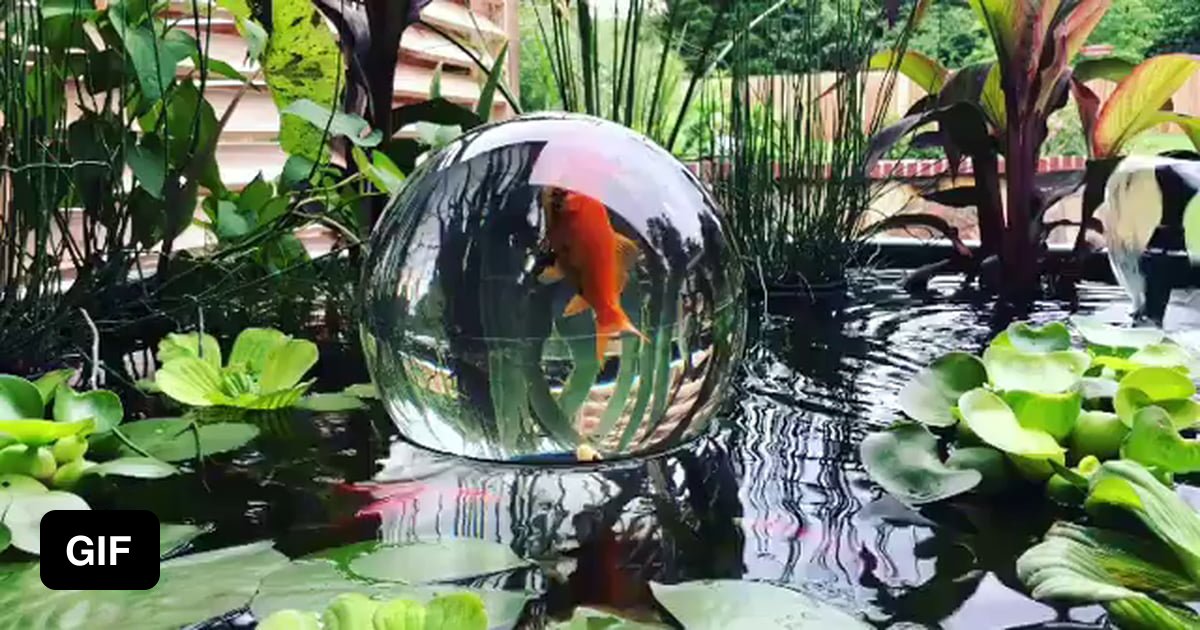 Fish Sphere - 9GAG