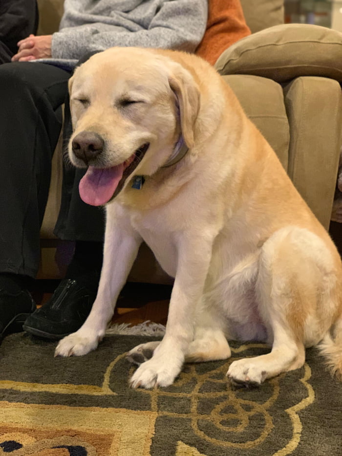 Best doggo face. She's a good girl :) - 9GAG